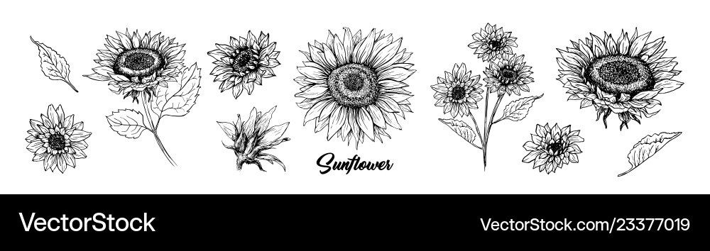 Sunflower hand drawn ink pen set Royalty Free Vector Image