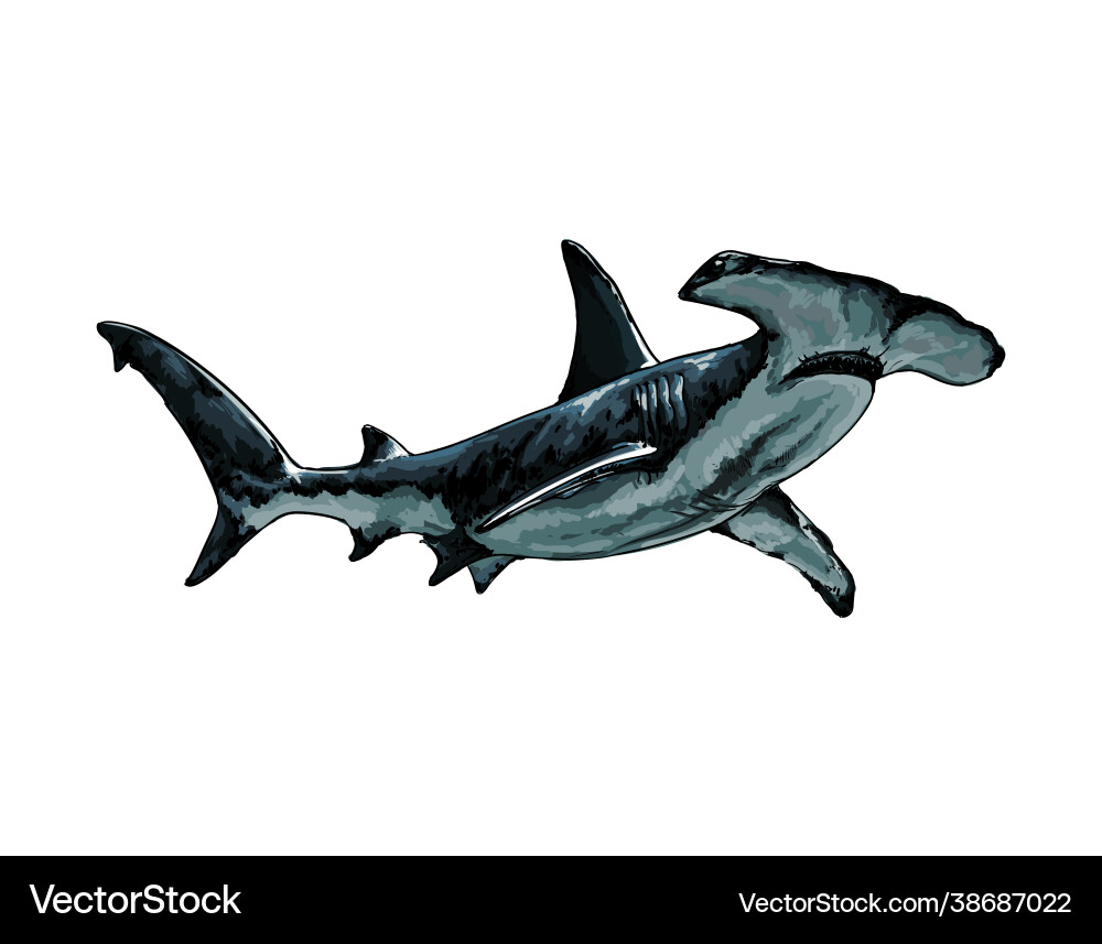 Hammerhead Vector