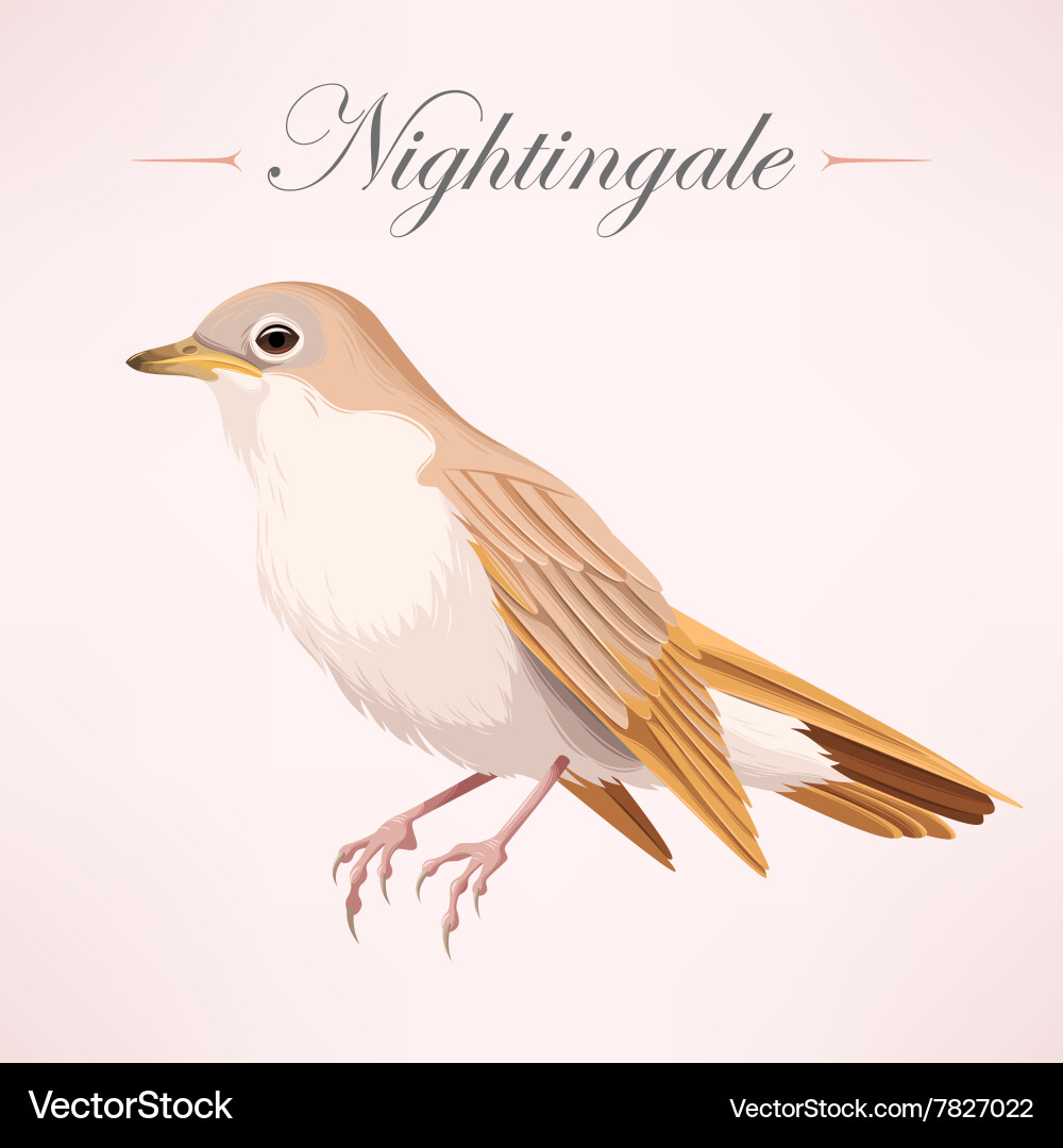 Vintage beautiful nightingale Royalty Free Vector Image