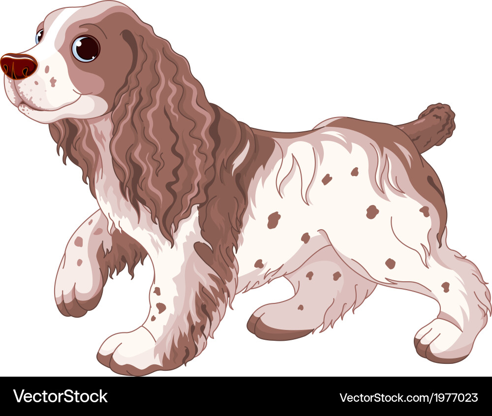 Cavalier King Charles Spaniel Royalty Free Vector Image