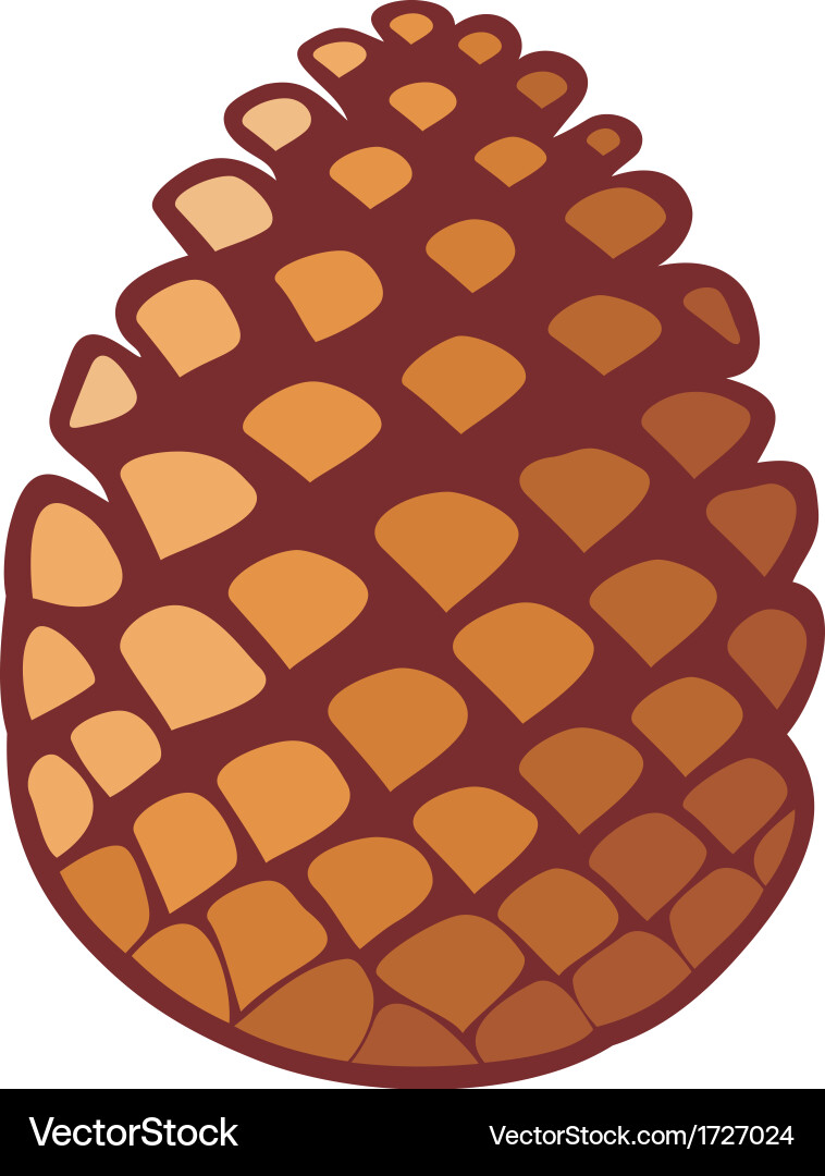 Pine Cone Close-Up Royalty Free Vector Image - VectorStock