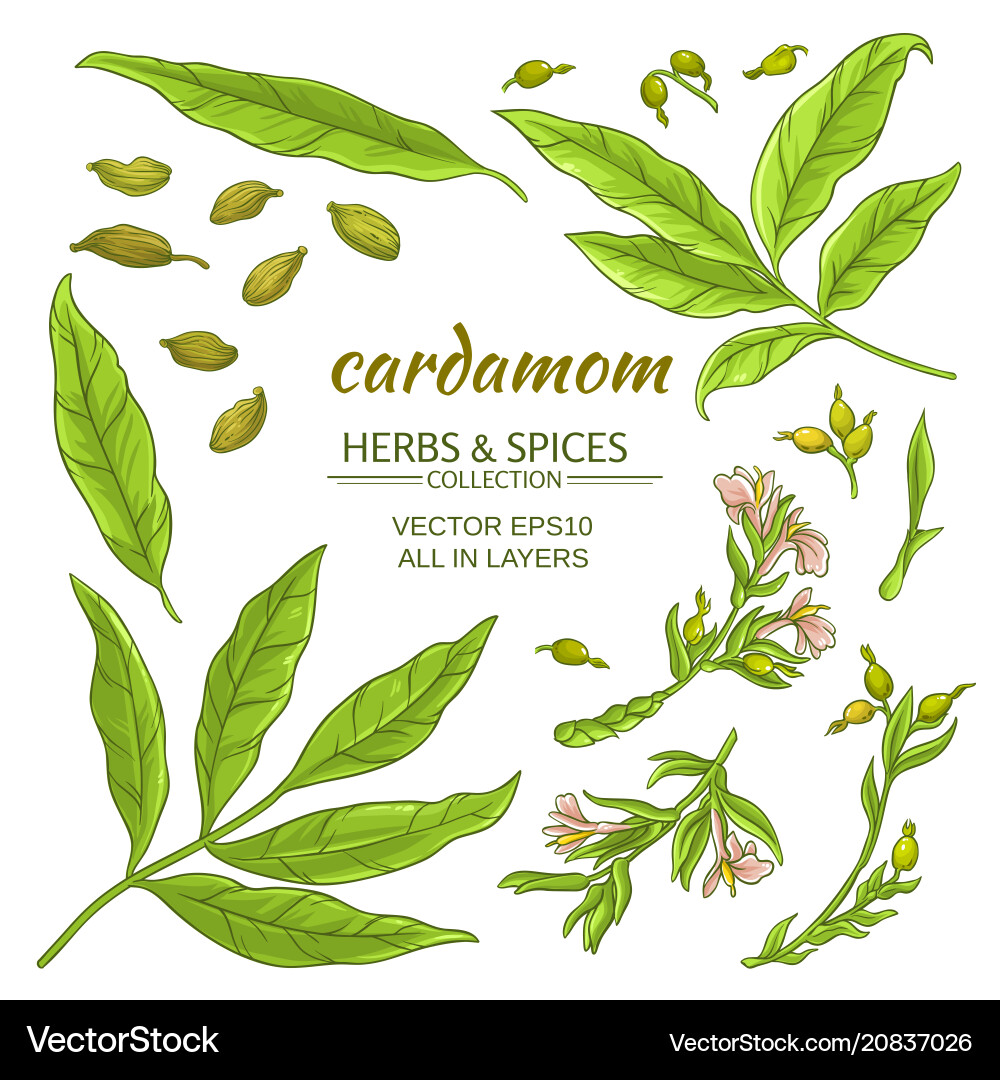 Cardamom Elements - Spice Set Royalty Free Vector Image