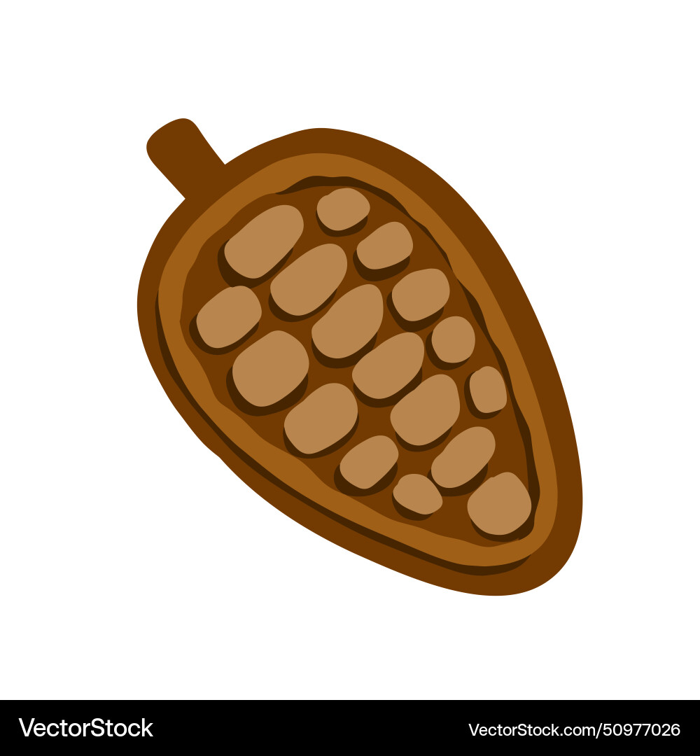 Cocoa beans Royalty Free Vector Image - VectorStock
