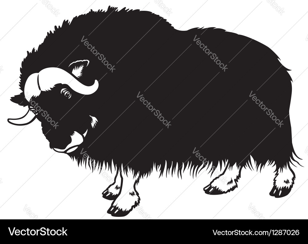 Musk Ox Side View Royalty Free Vector Image - VectorStock