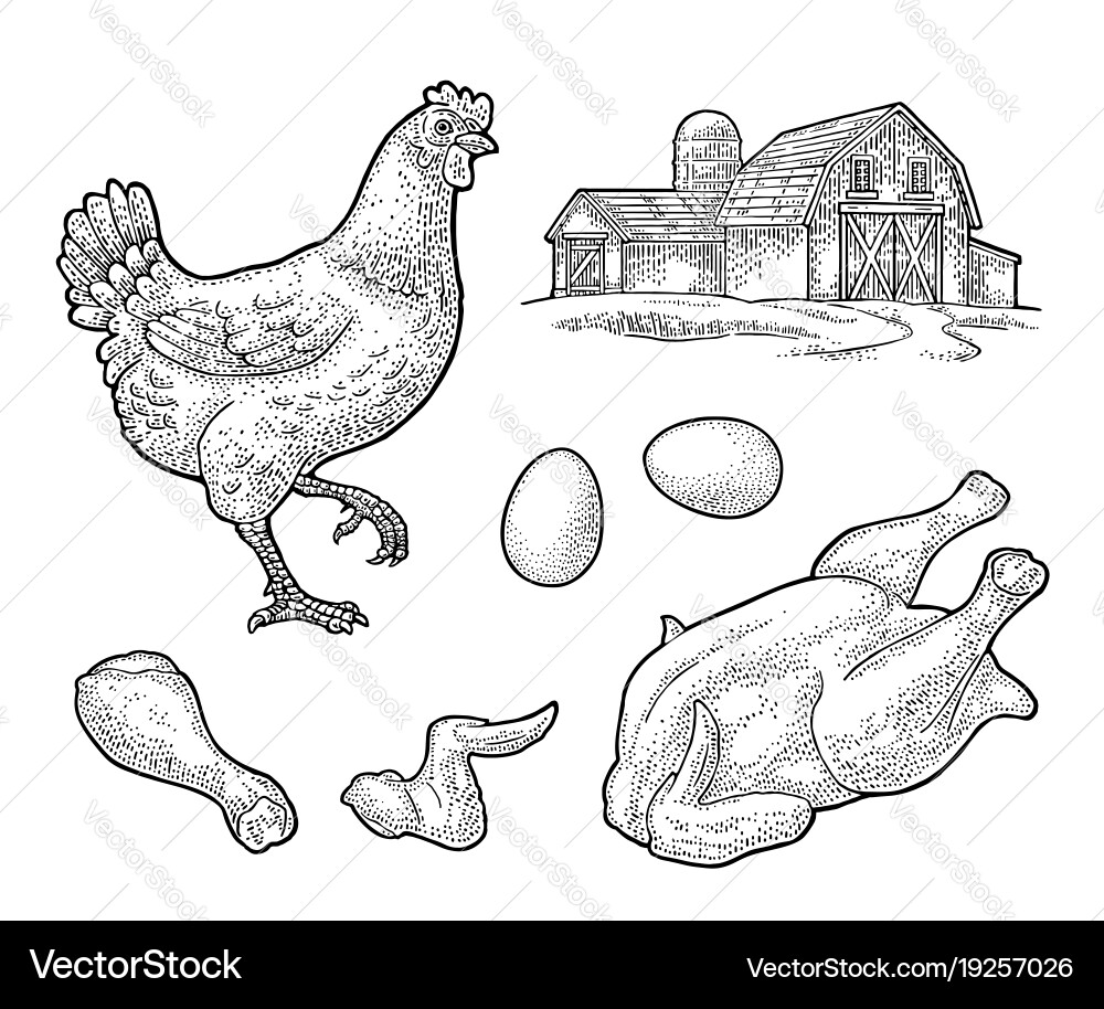 Set chicken whole hat leg wing egg and farm Vector Image