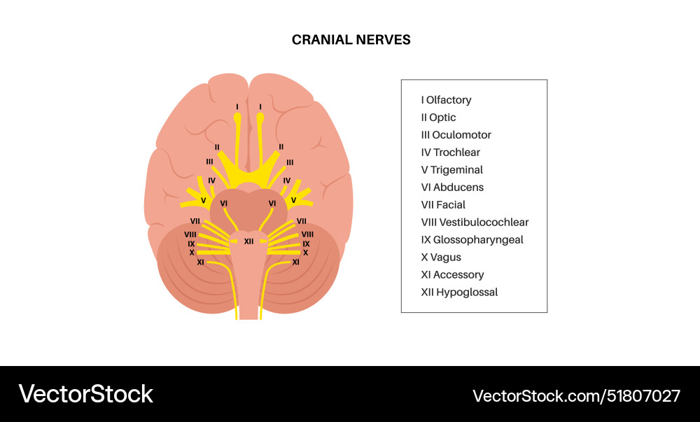 Cranial nerves anatomy Royalty Free Vector Image