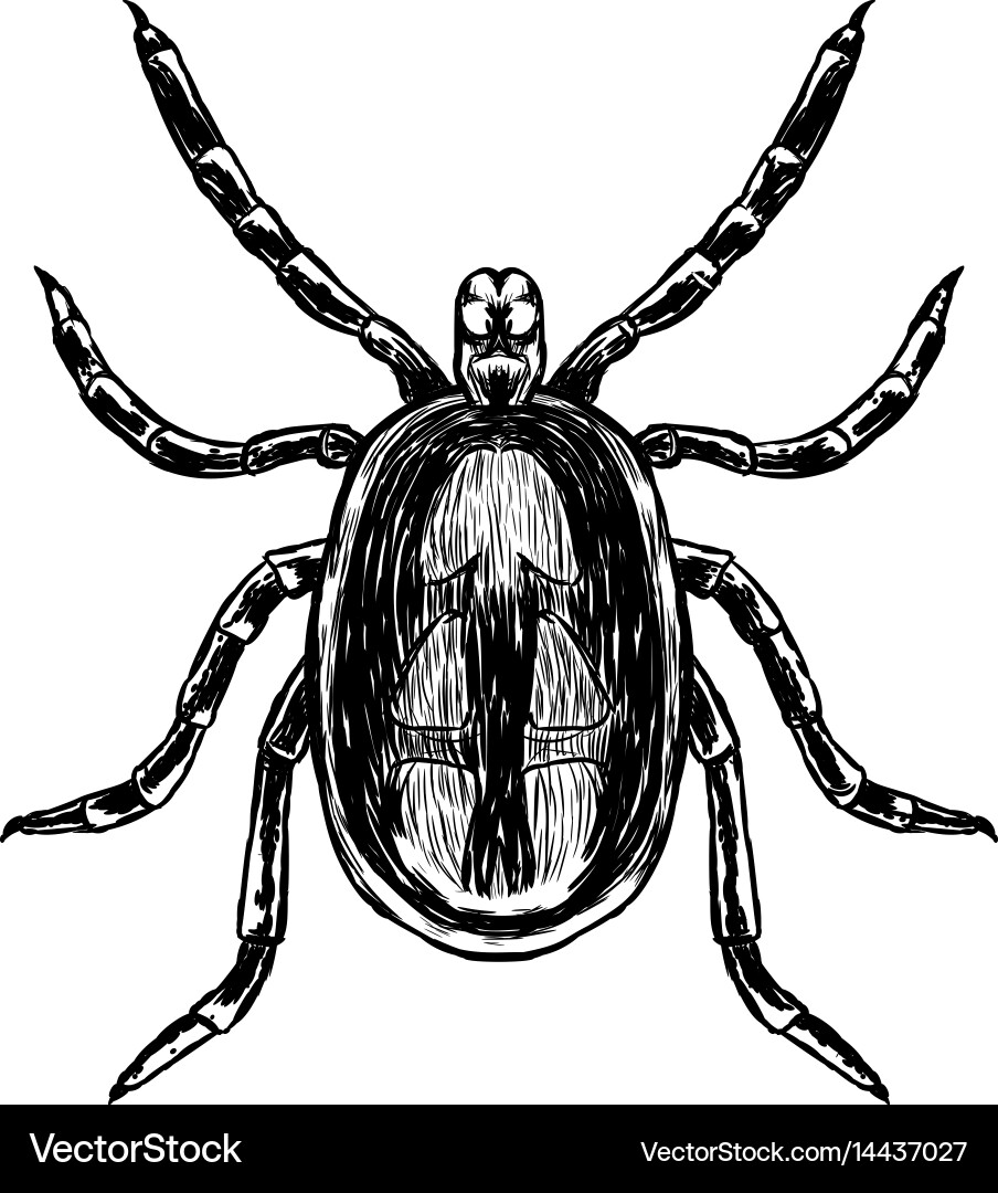 Hand drawn sketch of mite top view Royalty Free Vector Image