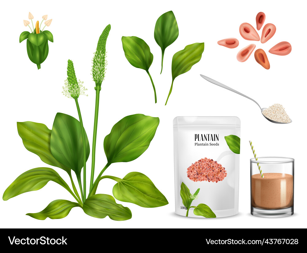 Psyllium plant product set Royalty Free Vector Image