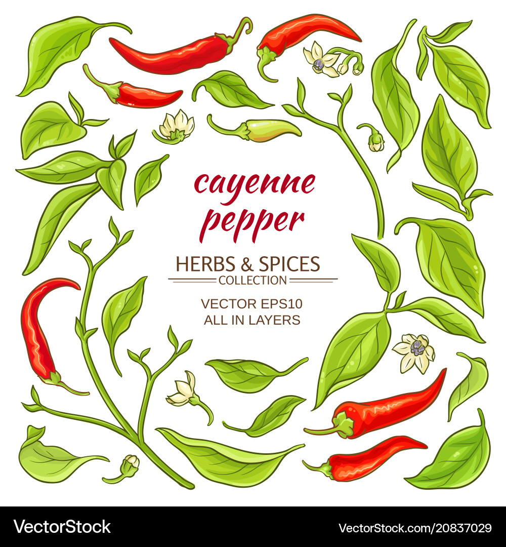 Cayenne pepper elements set Royalty Free Vector Image
