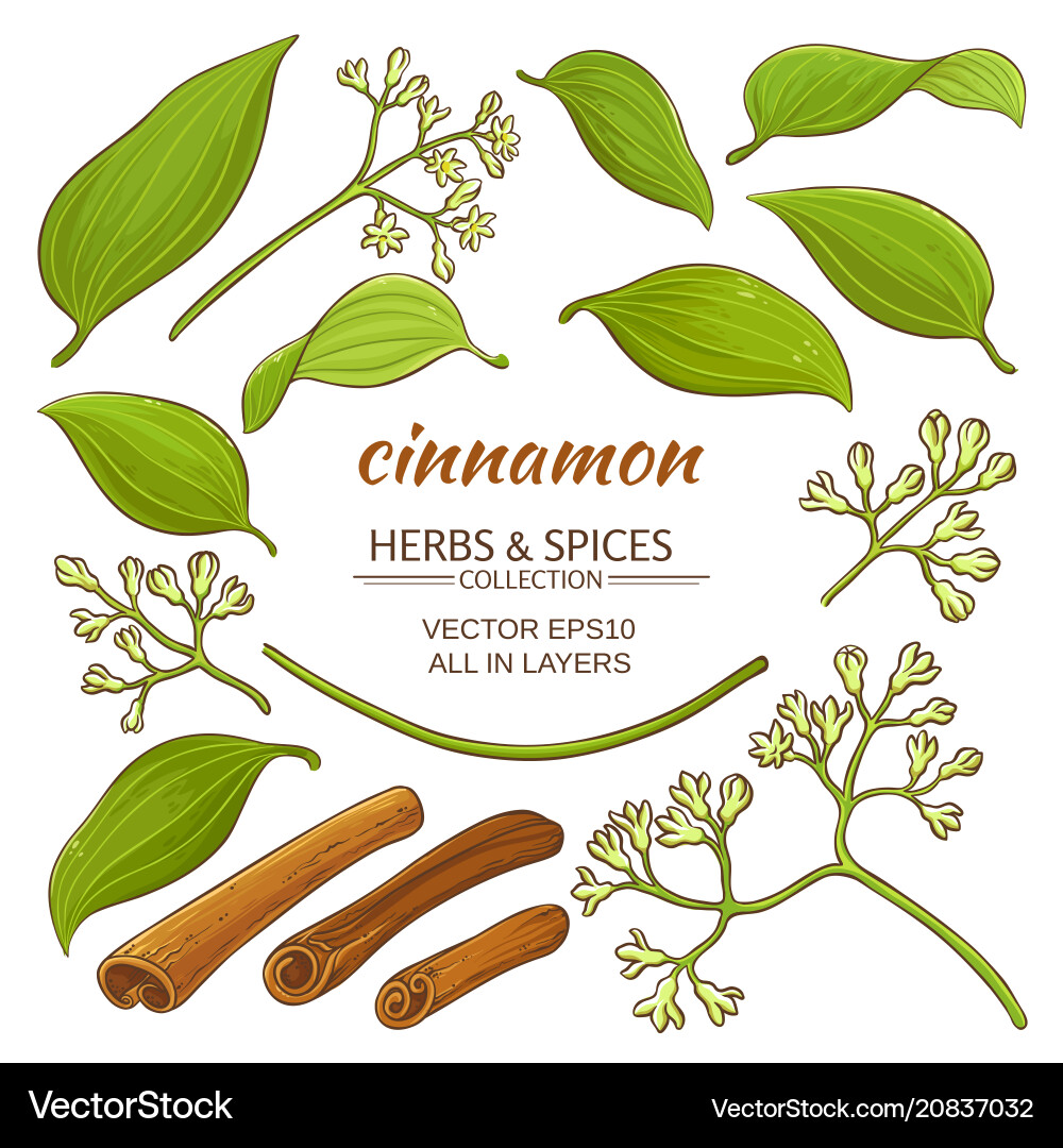 Cinnamon elements set Royalty Free Vector Image