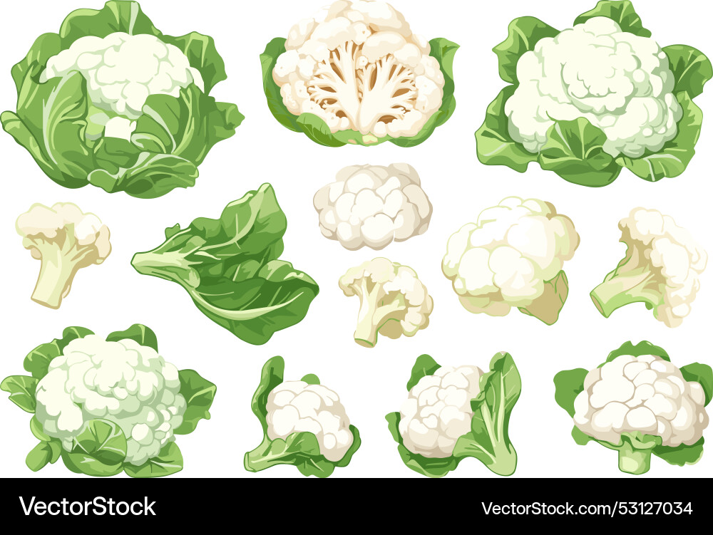 Half Cabbage Vector Images (over 620)