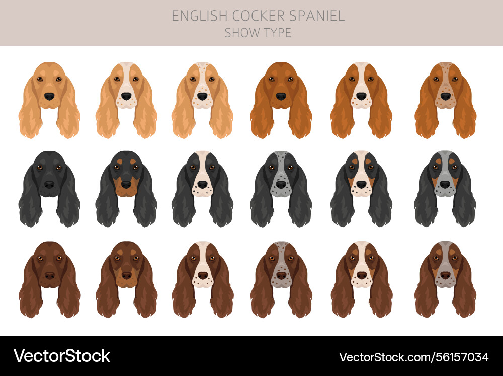 English cocker spaniel show type clipart Vector Image