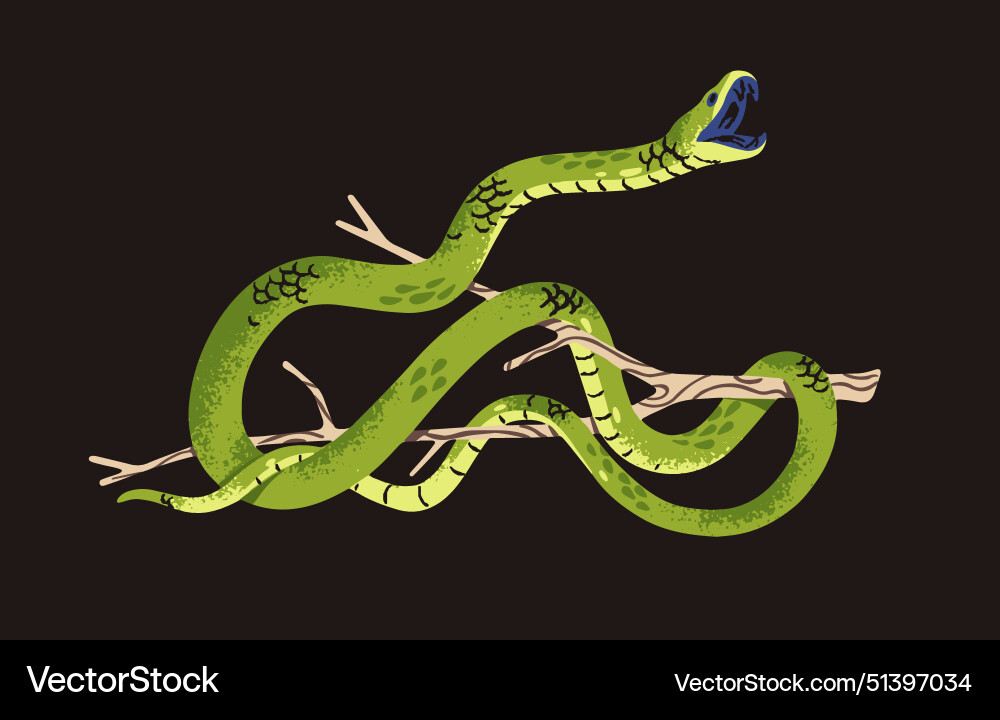 Western green mamba in attack posture venomous Vector Image