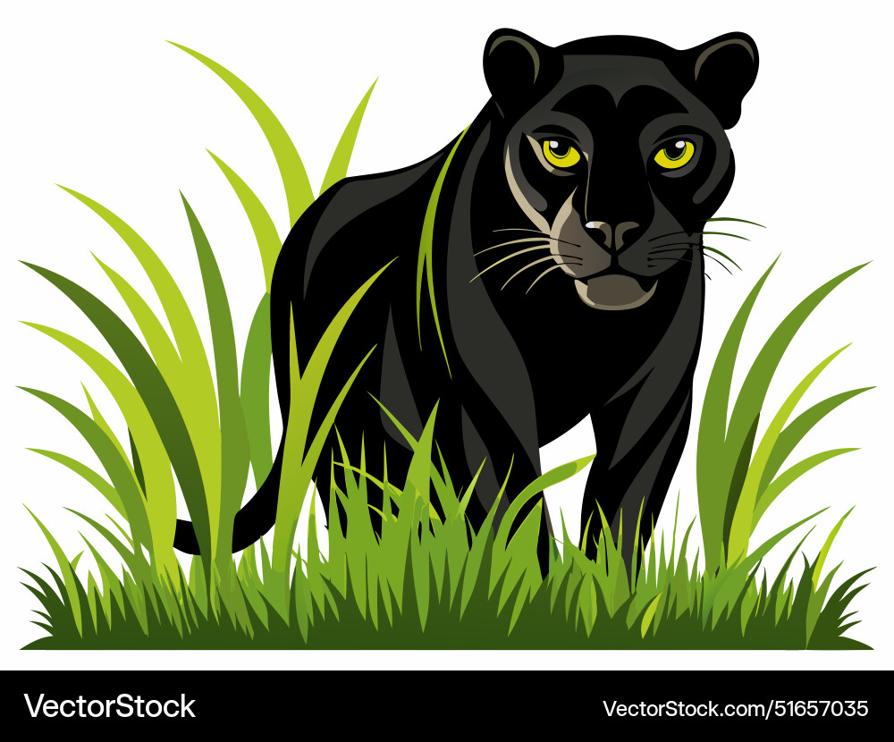 A black panther stalking through long grass j Vector Image