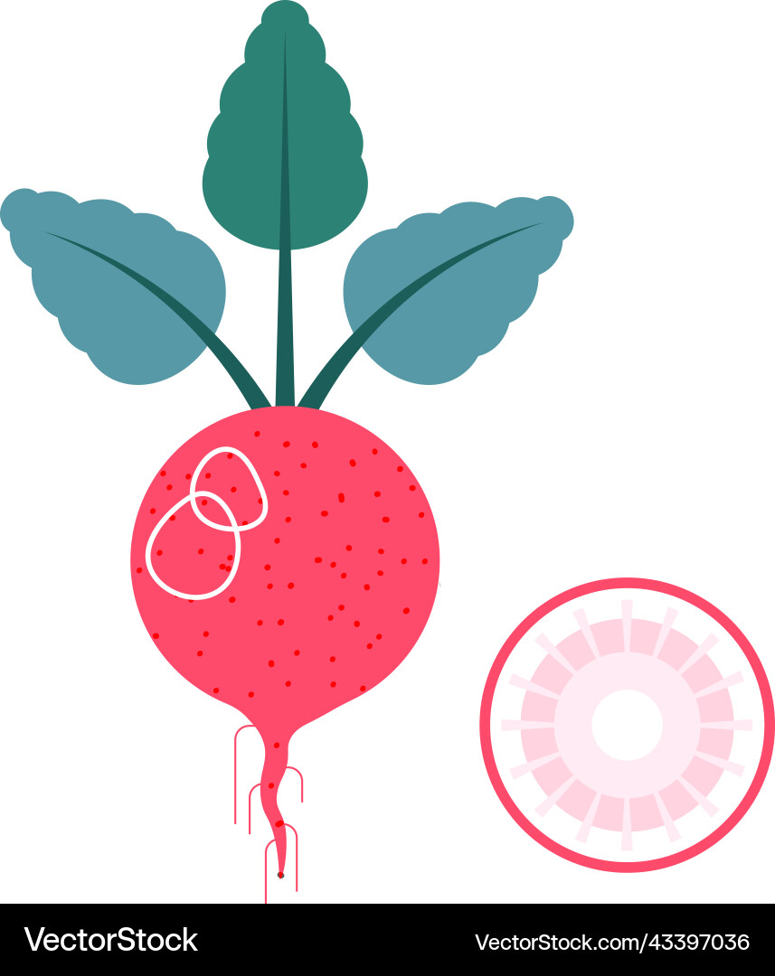 Radish vegetables organic farm grown veggies Vector Image