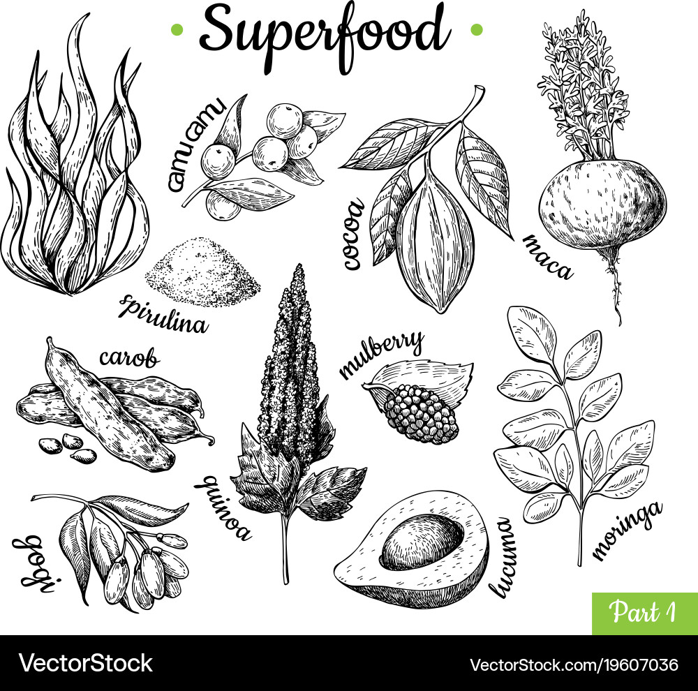 Moringa Powder Vector Images (80)