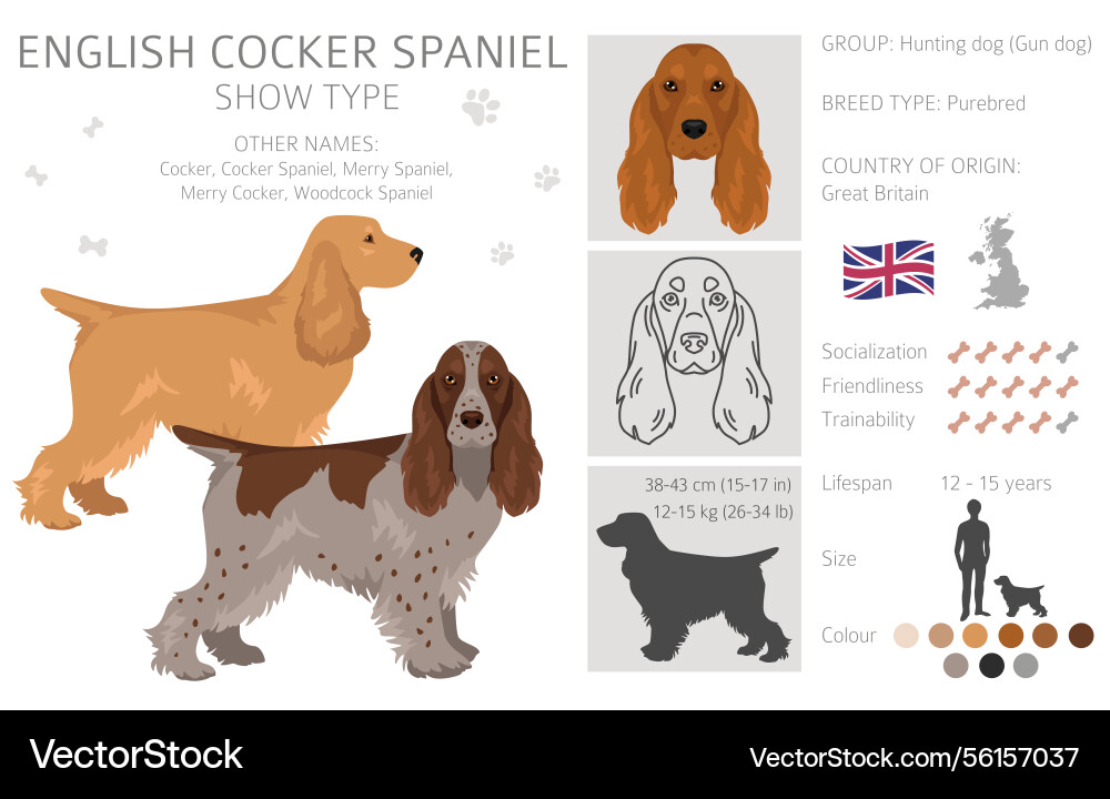 English Cocker Spaniel Show Clip Art Royalty Free Vector