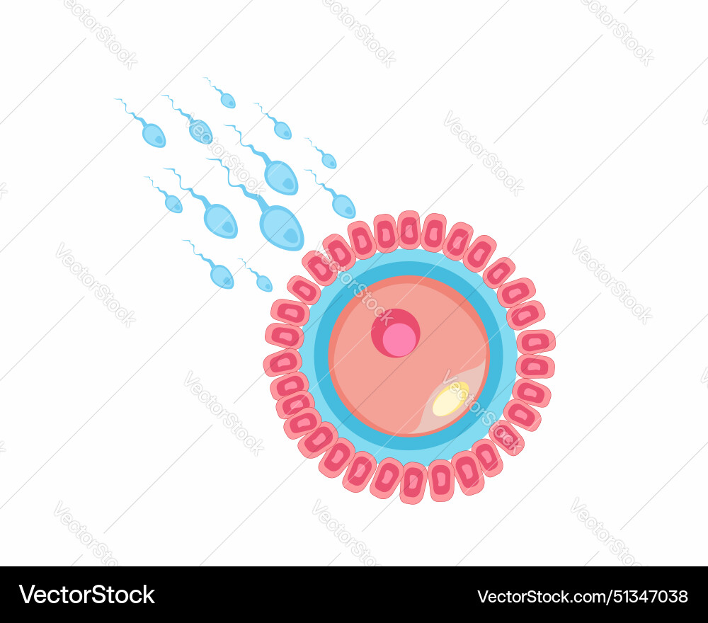 Human fertilization process sperm and ovule Vector Image