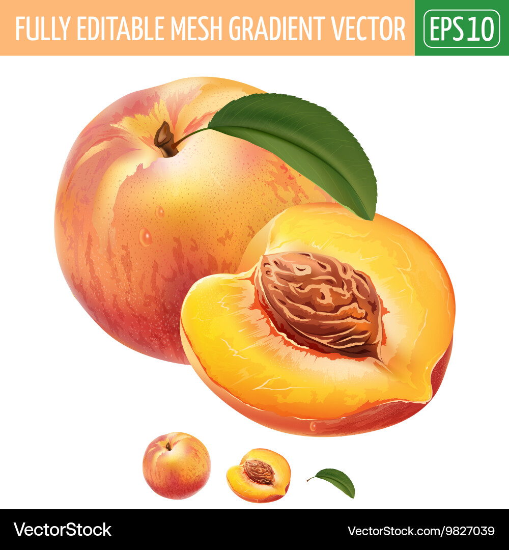 Peach on white background Royalty Free Vector Image