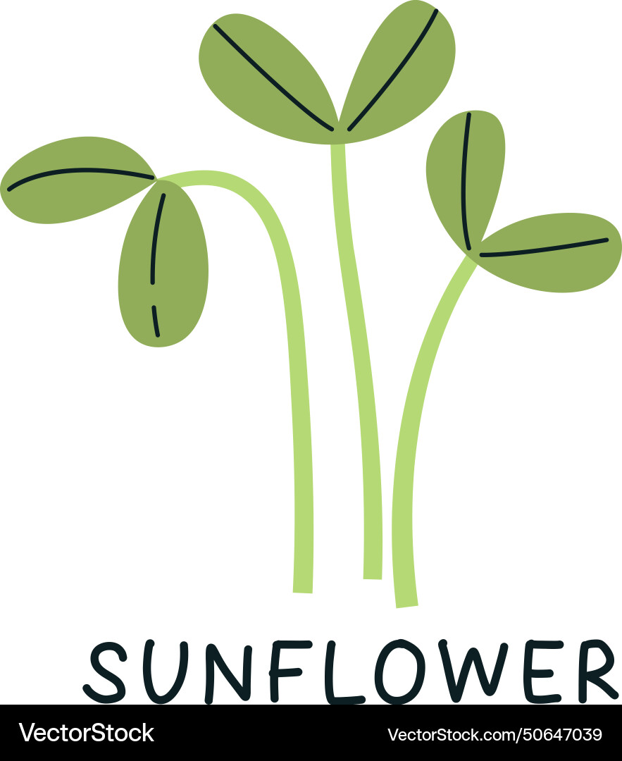 Sunflower sprouts microgreen Royalty Free Vector Image