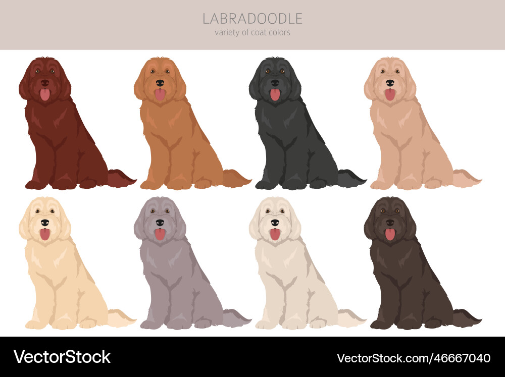 Labradoodle Clip Art - Various Poses & Colors Vector Image