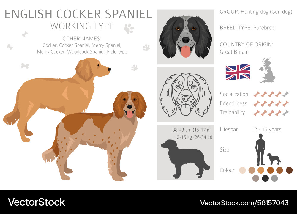 English cocker spaniel working type field bred Vector Image