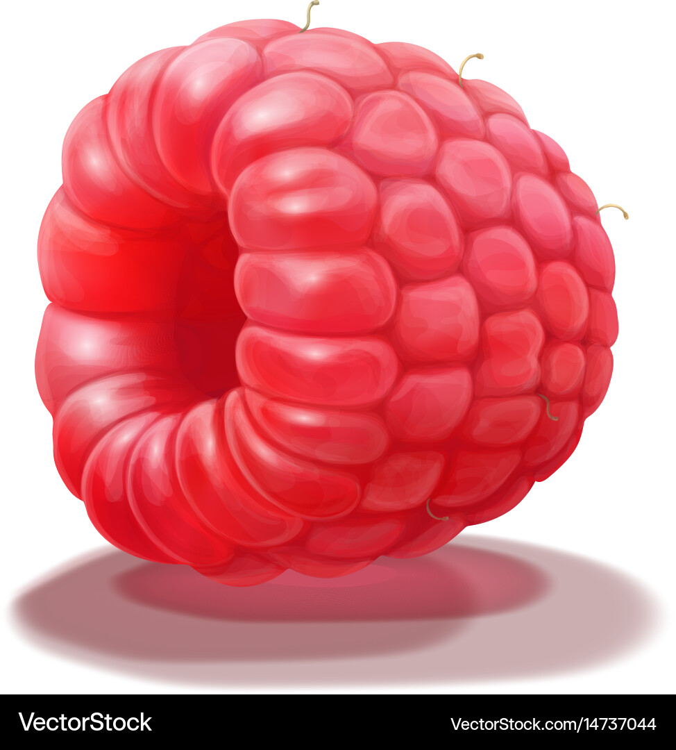 Raspberry 3d icon realistic Royalty Free Vector Image