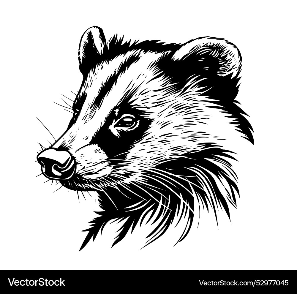 Badger sketch head Royalty Free Vector Image - VectorStock