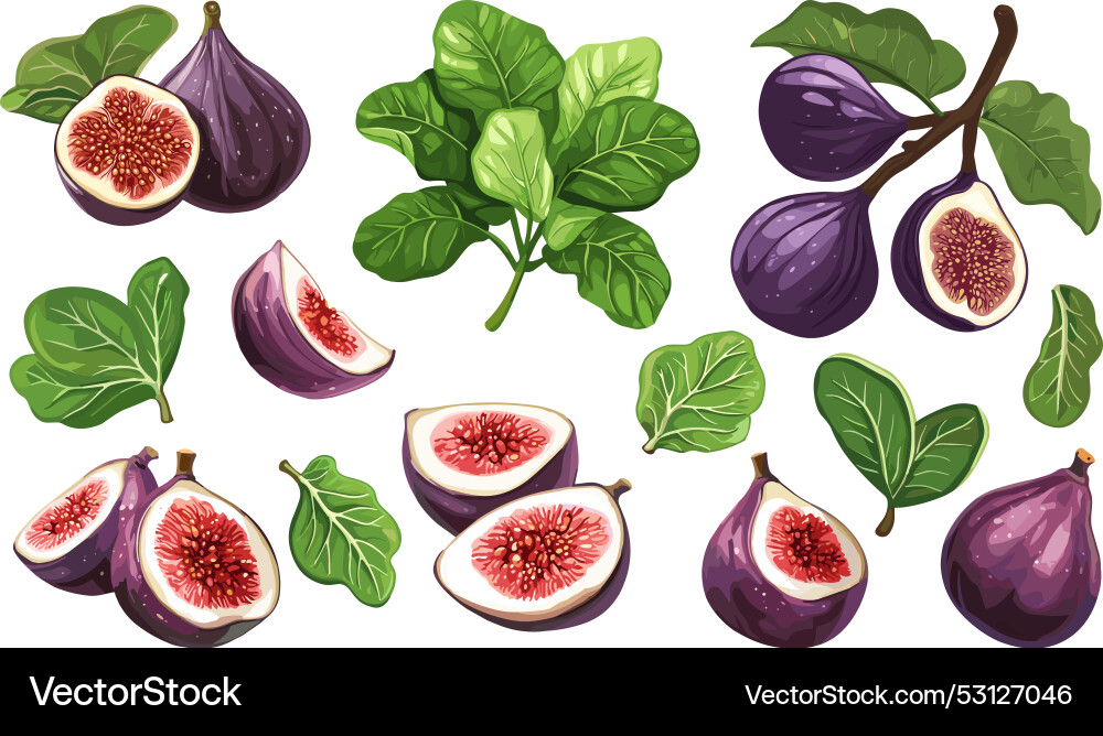 Fig fruit plant set cutted in pieces Royalty Free Vector