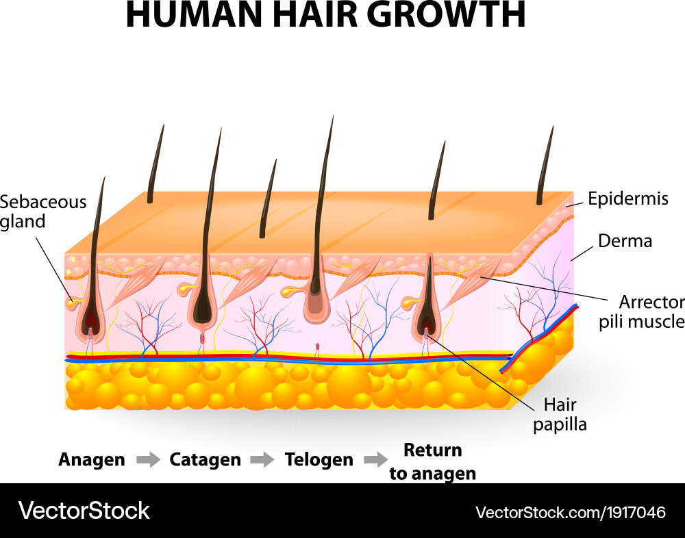 Human hair growth Royalty Free Vector Image - VectorStock