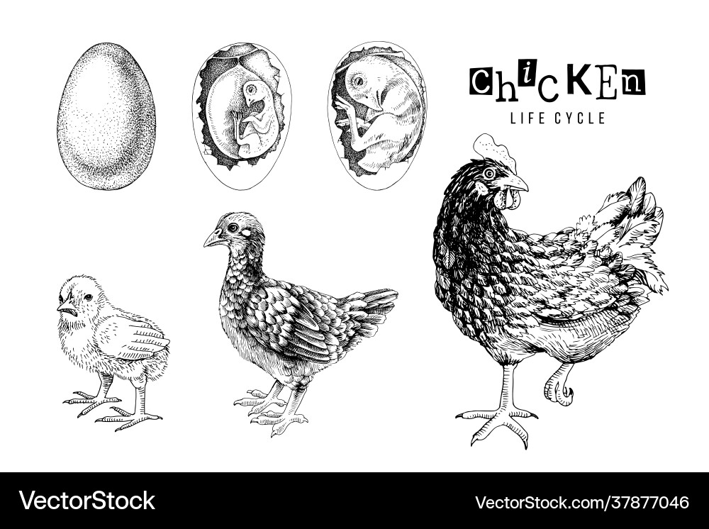 Monochrome life cycle a chicken Royalty Free Vector Image