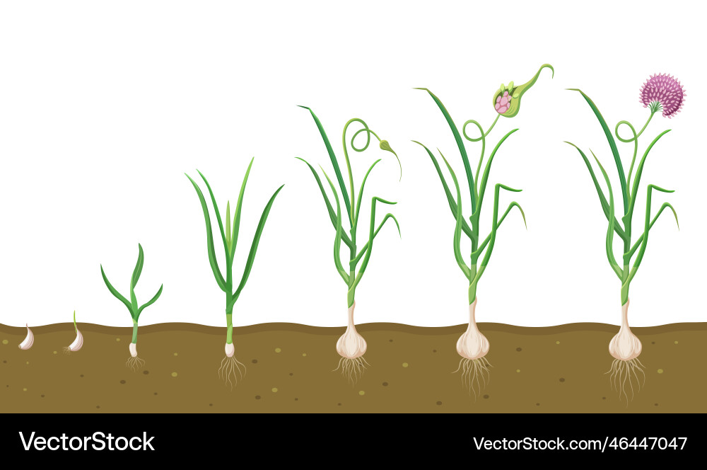 Growth of garlic in soil cycle growing Royalty Free Vector