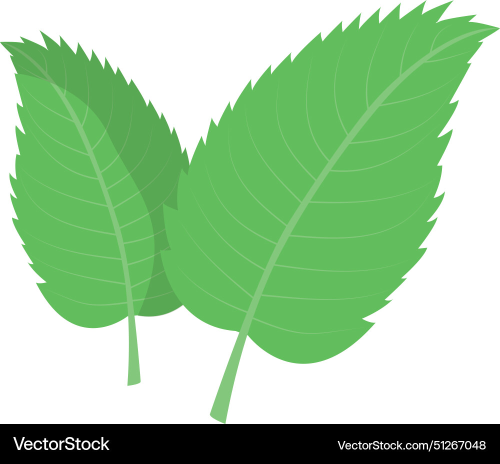 Fresh mint leaf menthol healthy aroma Royalty Free Vector