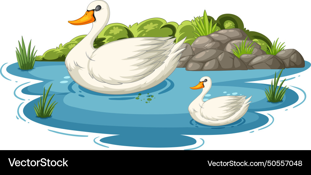 Two swans gracefully floating on tranquil water Vector Image