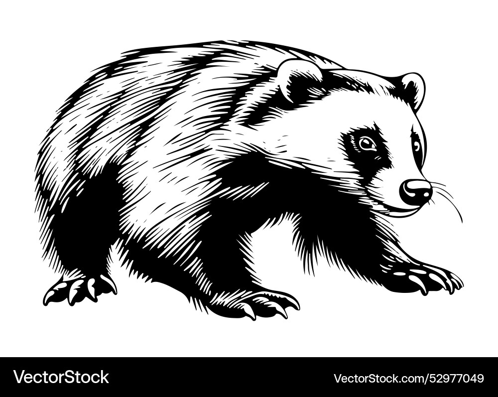 Badger sketch graphics picture Royalty Free Vector Image