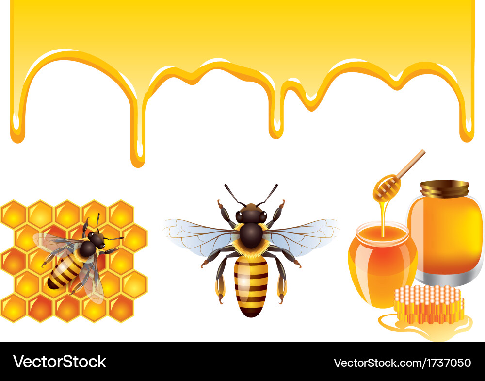 Honey set Royalty Free Vector Image - VectorStock