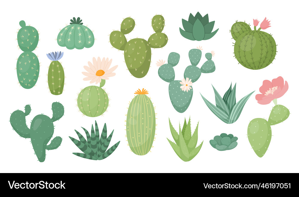 Mexico cactus plants wild cacti collection Vector Image
