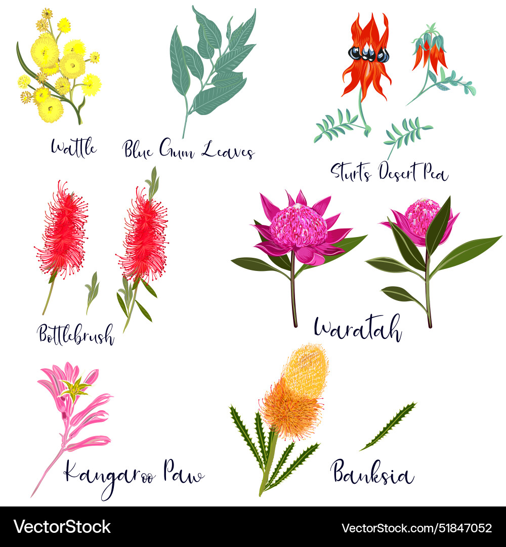 Australian flowers set exotic plants Royalty Free Vector