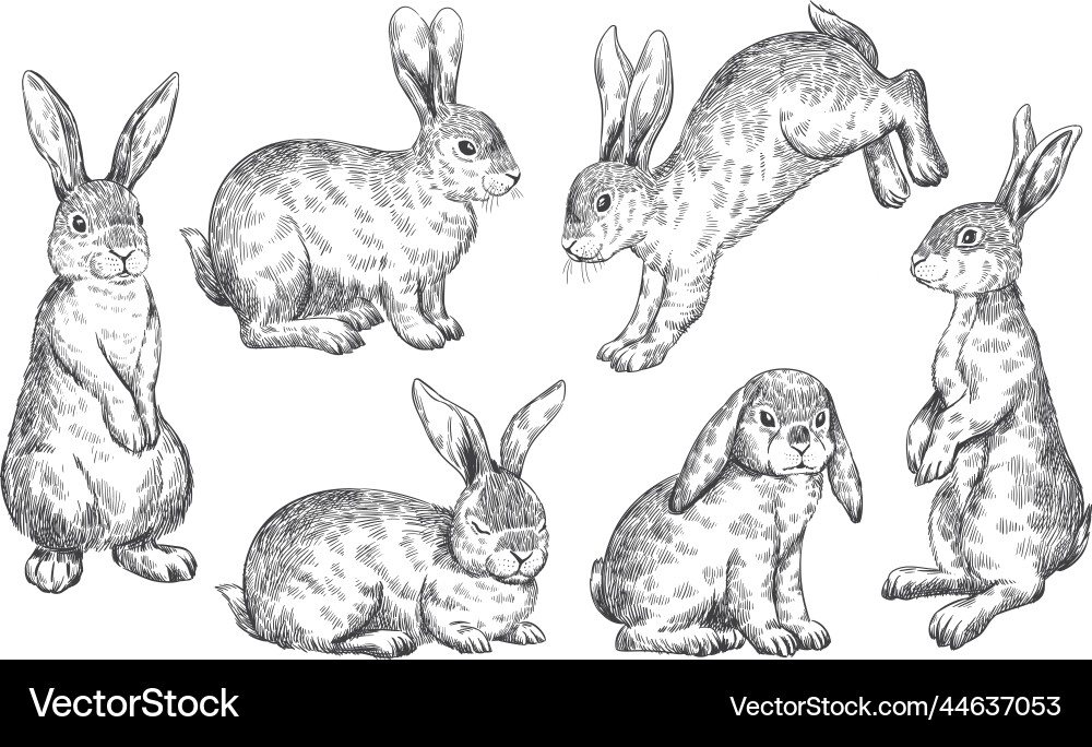 Retro Sketch of a Wild Rabbit Royalty Free Vector Image