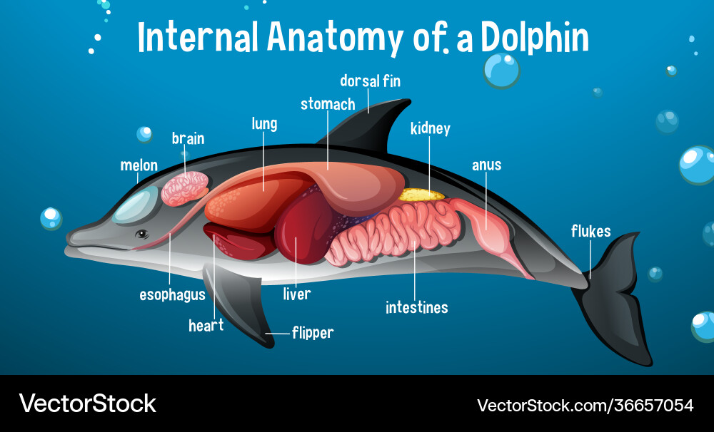 Internal anatomy a dolphin with label Royalty Free Vector