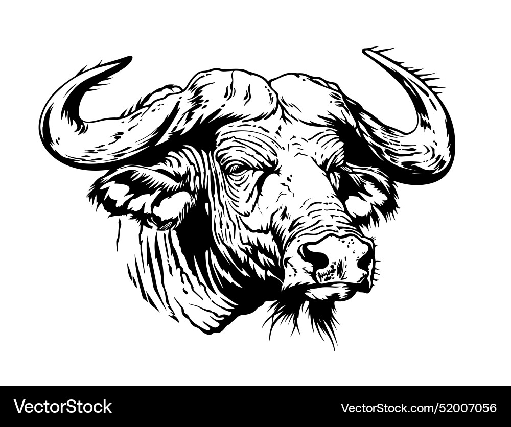 African buffalo hand drawn sketch Royalty Free Vector Image