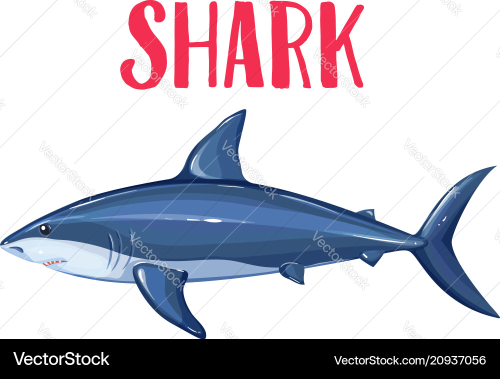 Shark Royalty Free Vector Image - VectorStock