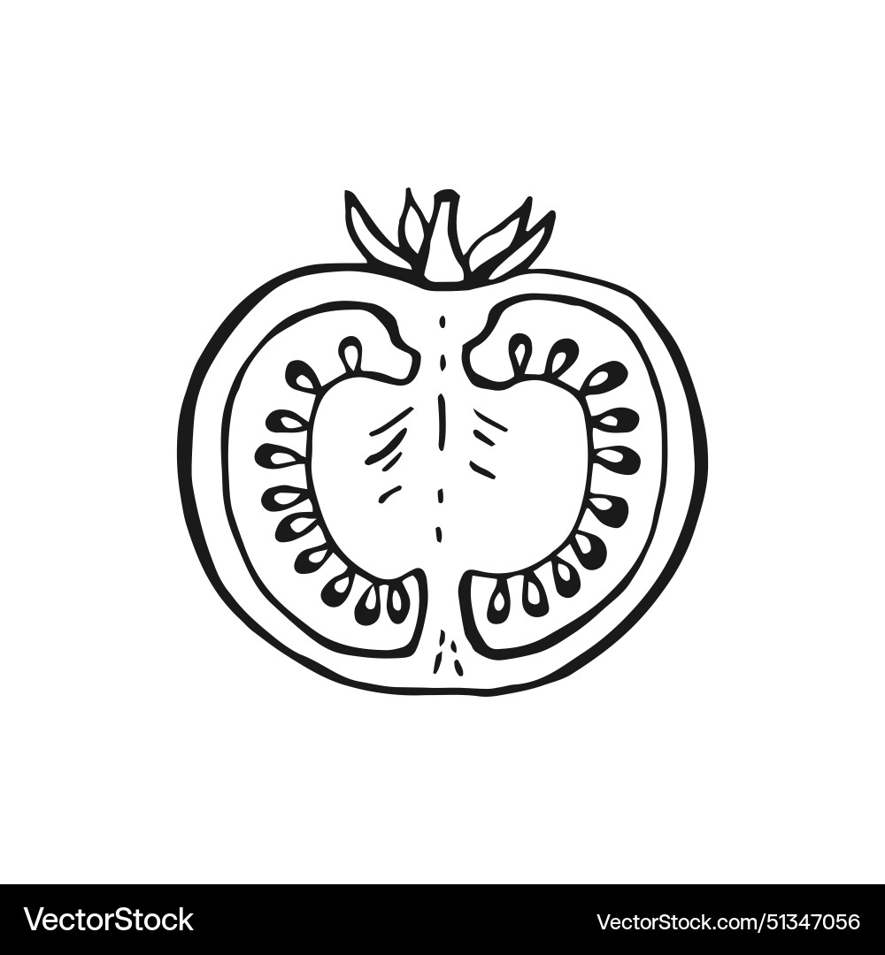 Tomato half hand drawn in outline style Royalty Free Vector