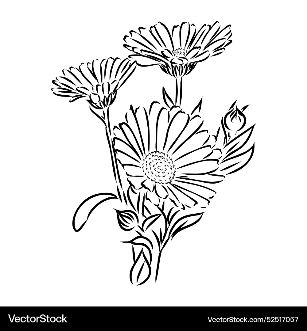 Hand drawn flowers - calendula officinalis or pot Vector Image