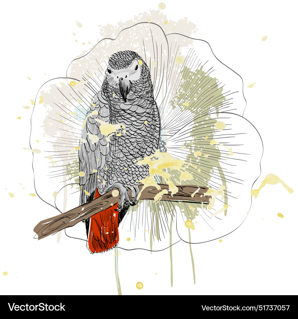 Parrot Royalty Free Vector Image - VectorStock