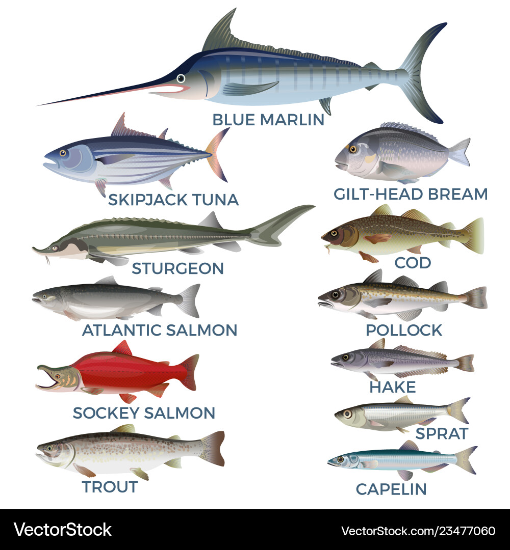 Diverse Commercial Fish Species Royalty Free Vector Image
