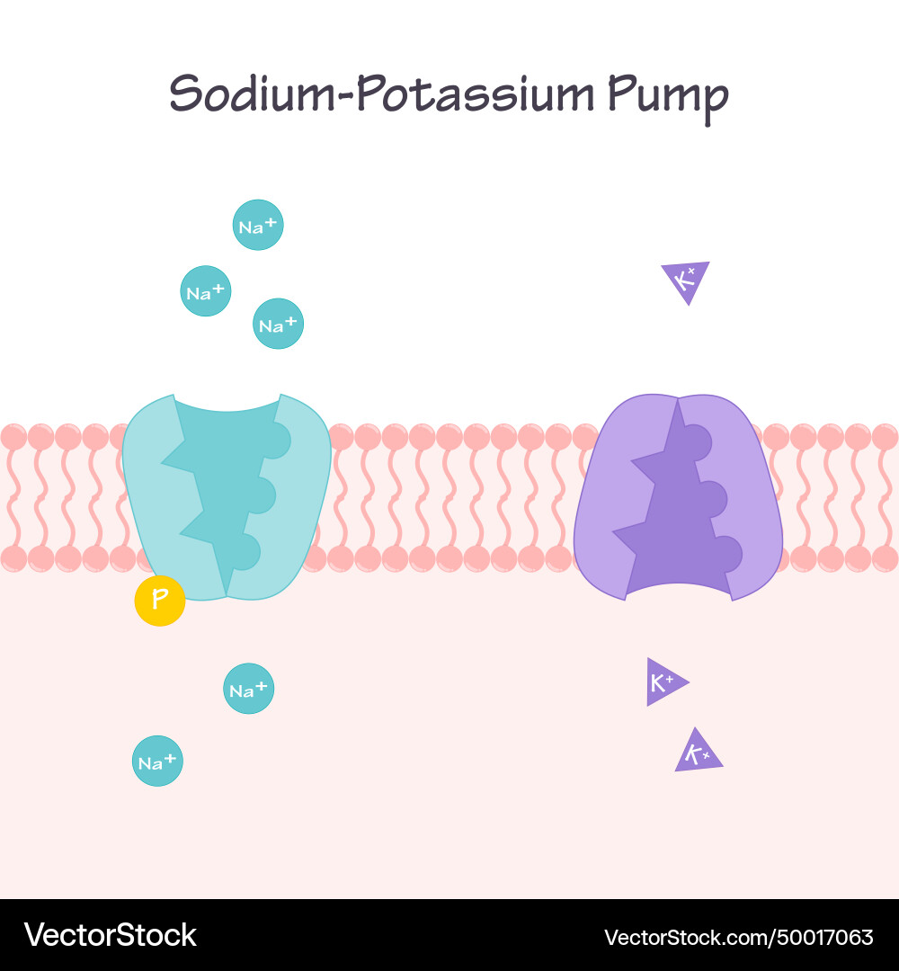 Sodium-potassium pump transmembrane ion channel Vector Image