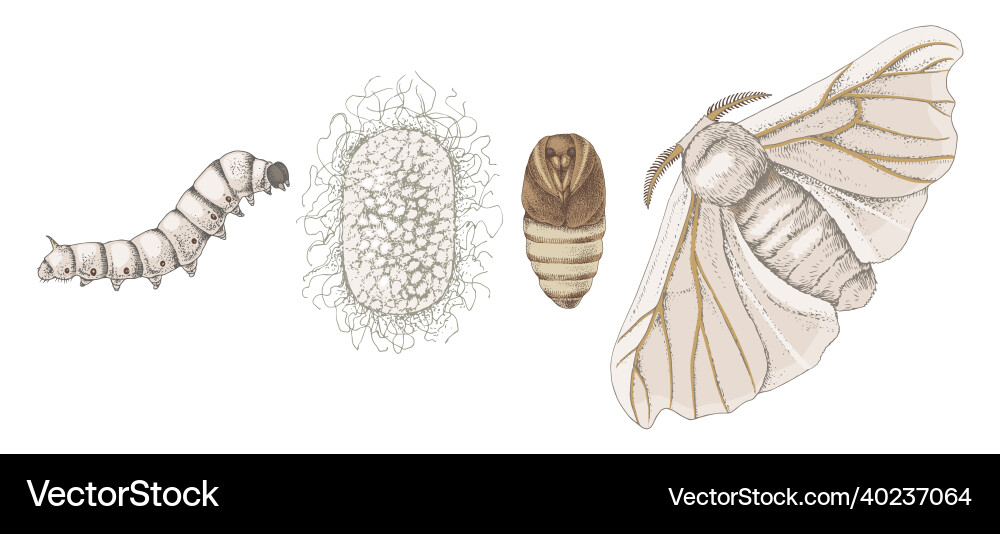 Metamorphosis of the silk moth Royalty Free Vector Image
