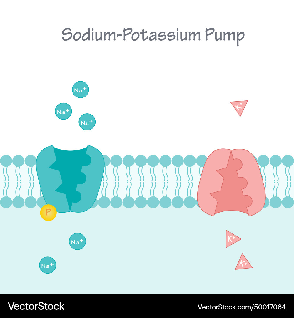 Sodium Diagram Vector Images (over 150)