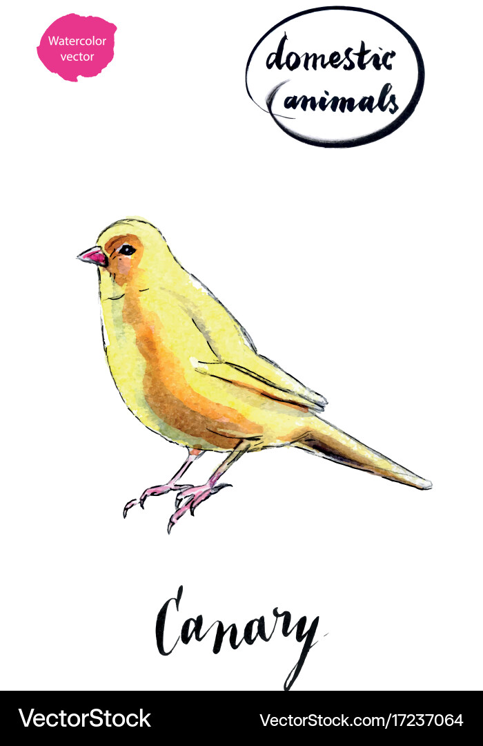 Watercolor Yellow Canary Royalty Free Vector Image